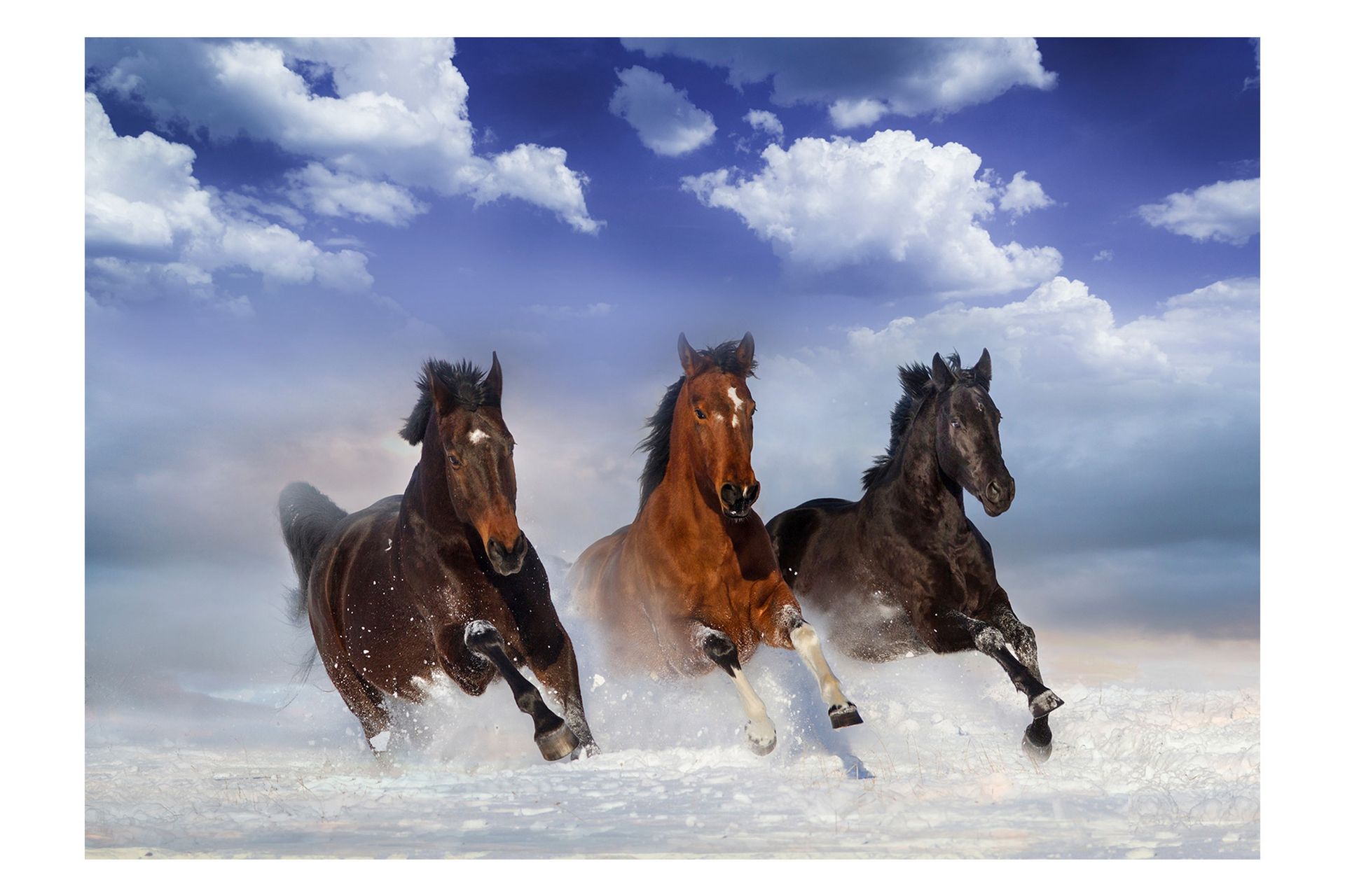 Canvastavle Heste i sne 400x280 Artgeist sp. z o. o. - Boligtilbehør ...