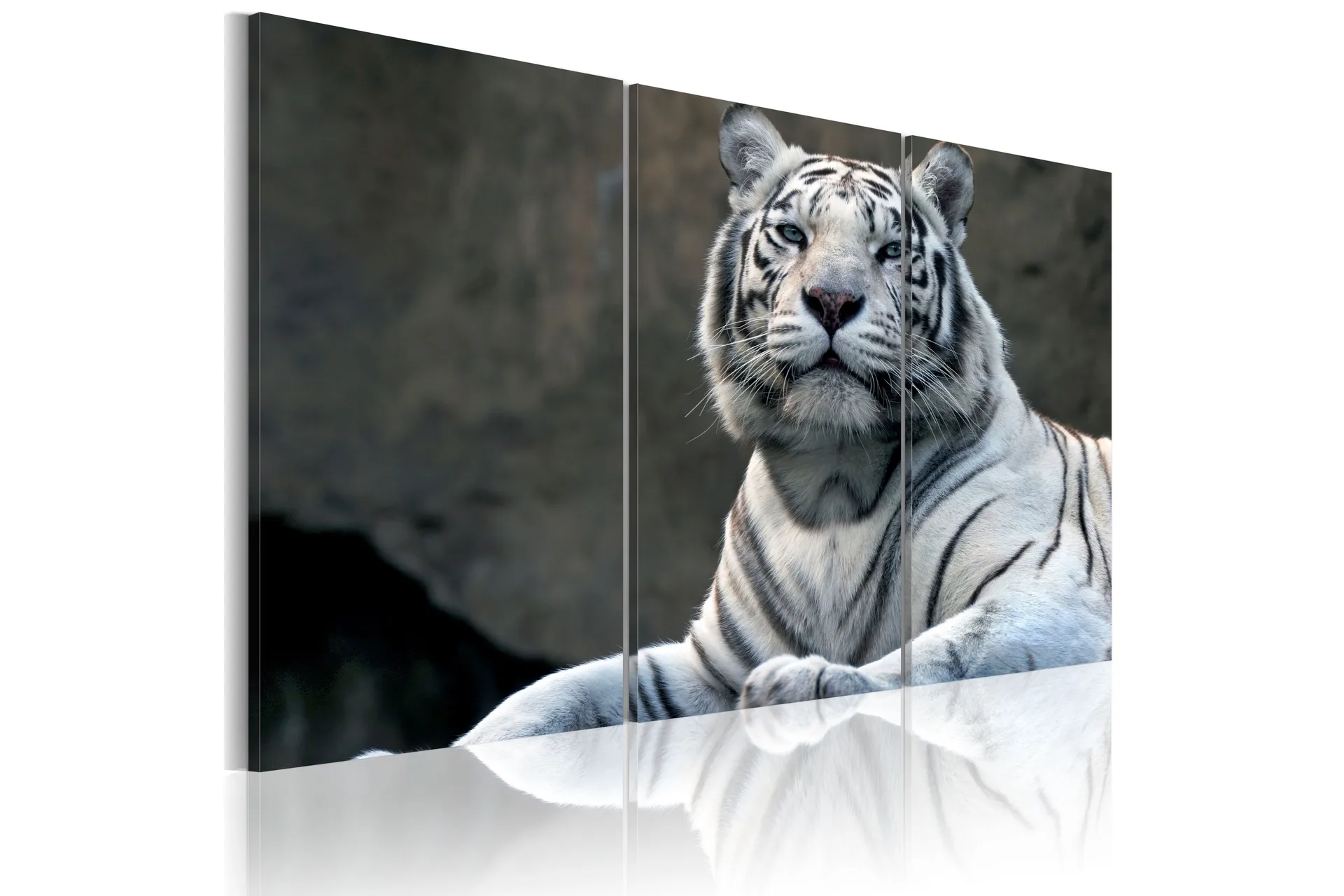 Tavla White tiger 90x60 - Canvastavlor | Trademax.se