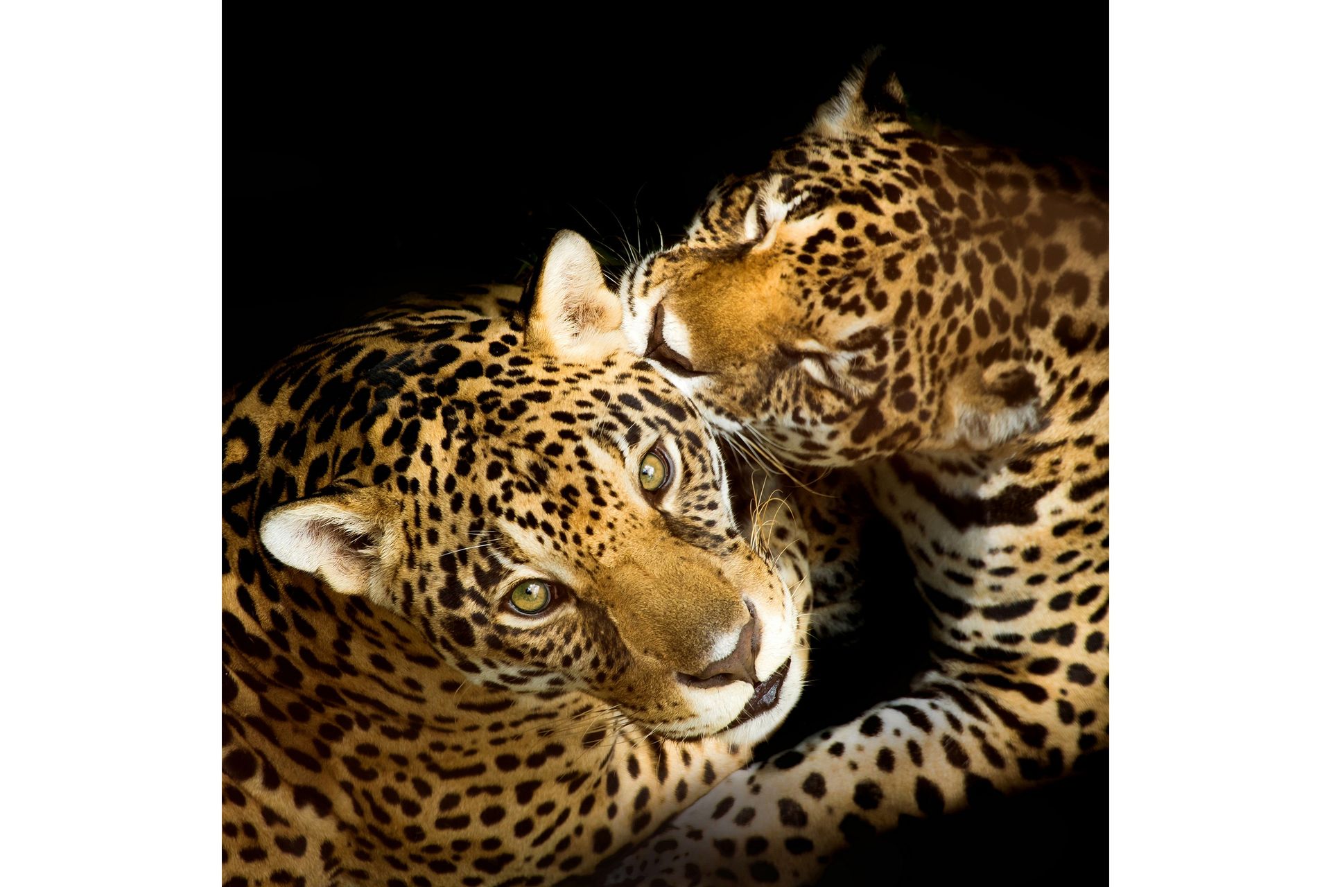 Tavla Leopards 50X50 Svart|Brun|Beige - Inredning & dekor - Furniturebox